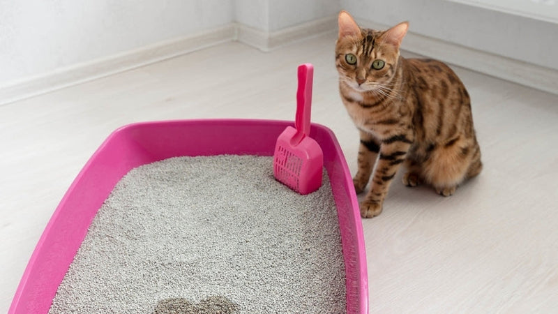 Finding tiny bugs or flies in your cat’s litter box can be unsettling ...