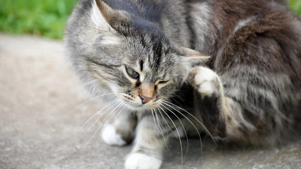 How to Get Rid of Fleas on Cats with Home Remedies