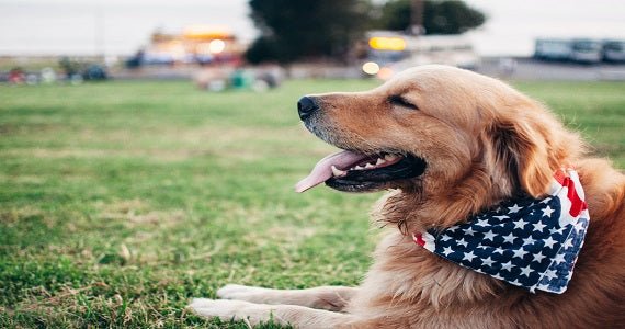 How to Celebrate the National Dog Week? | Neakasa Official
